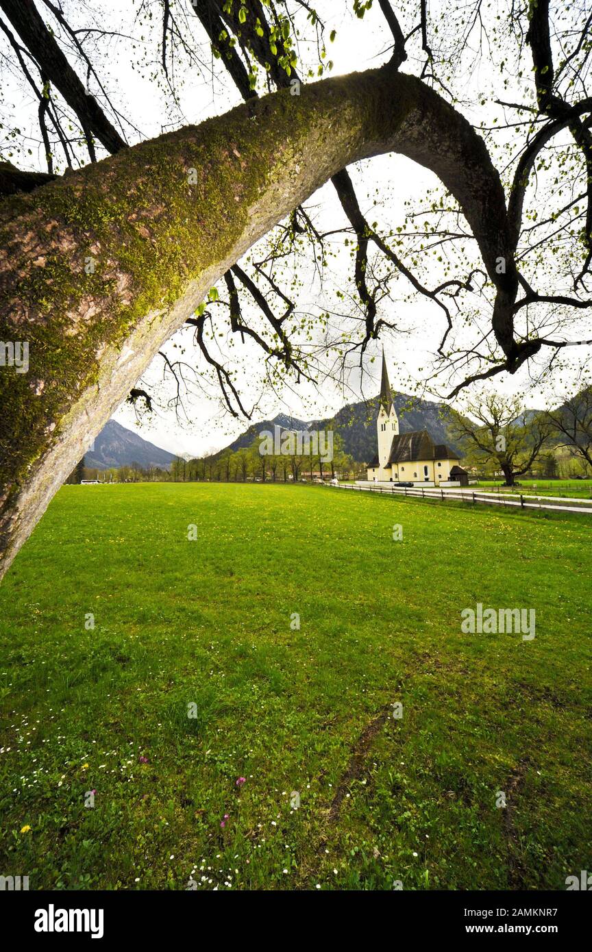 Tree cycle path around the Schliersee, in the picture the wedding tree ...