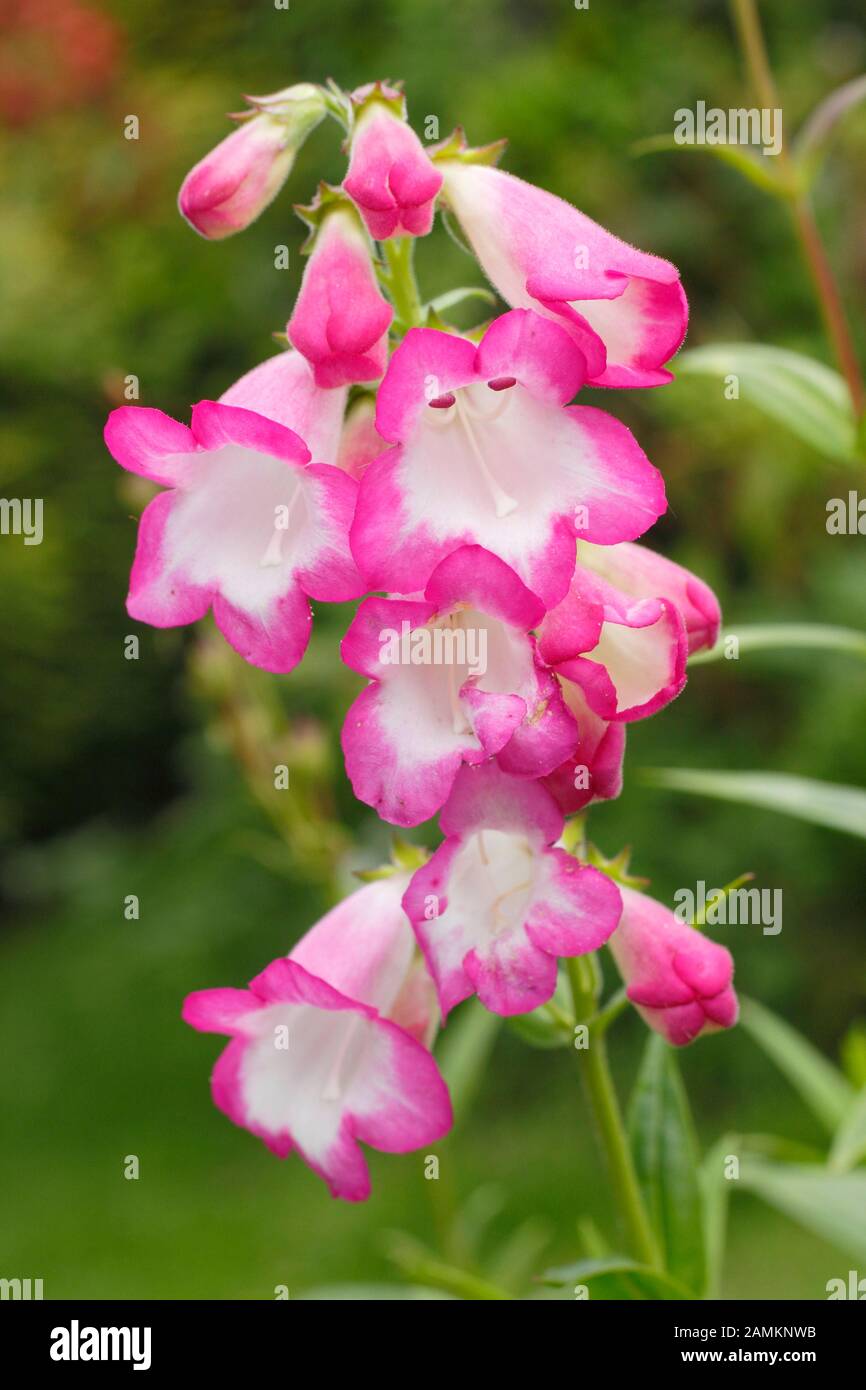 Penstemon 'Pensham 'Laura' in full bloom in late summer. UK Stock Photo ...