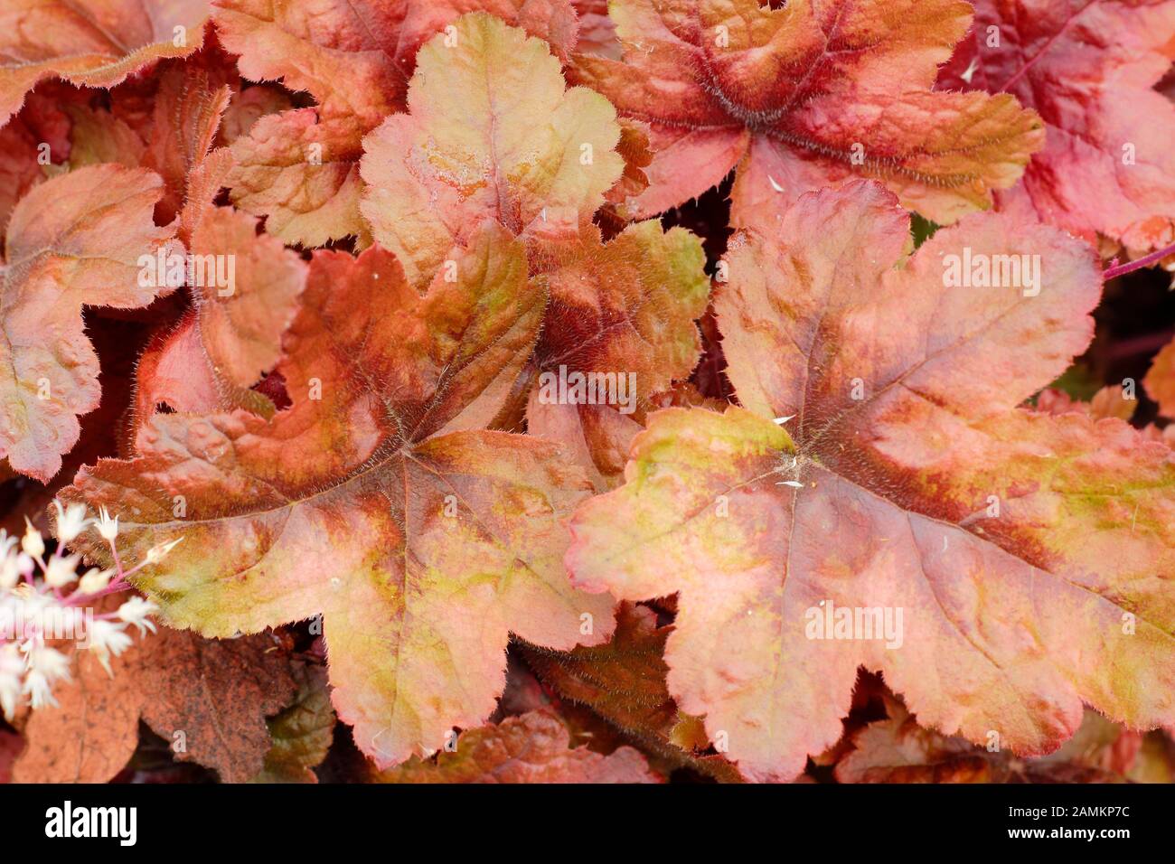 Heucheras caramel hi-res stock photography and images - Alamy