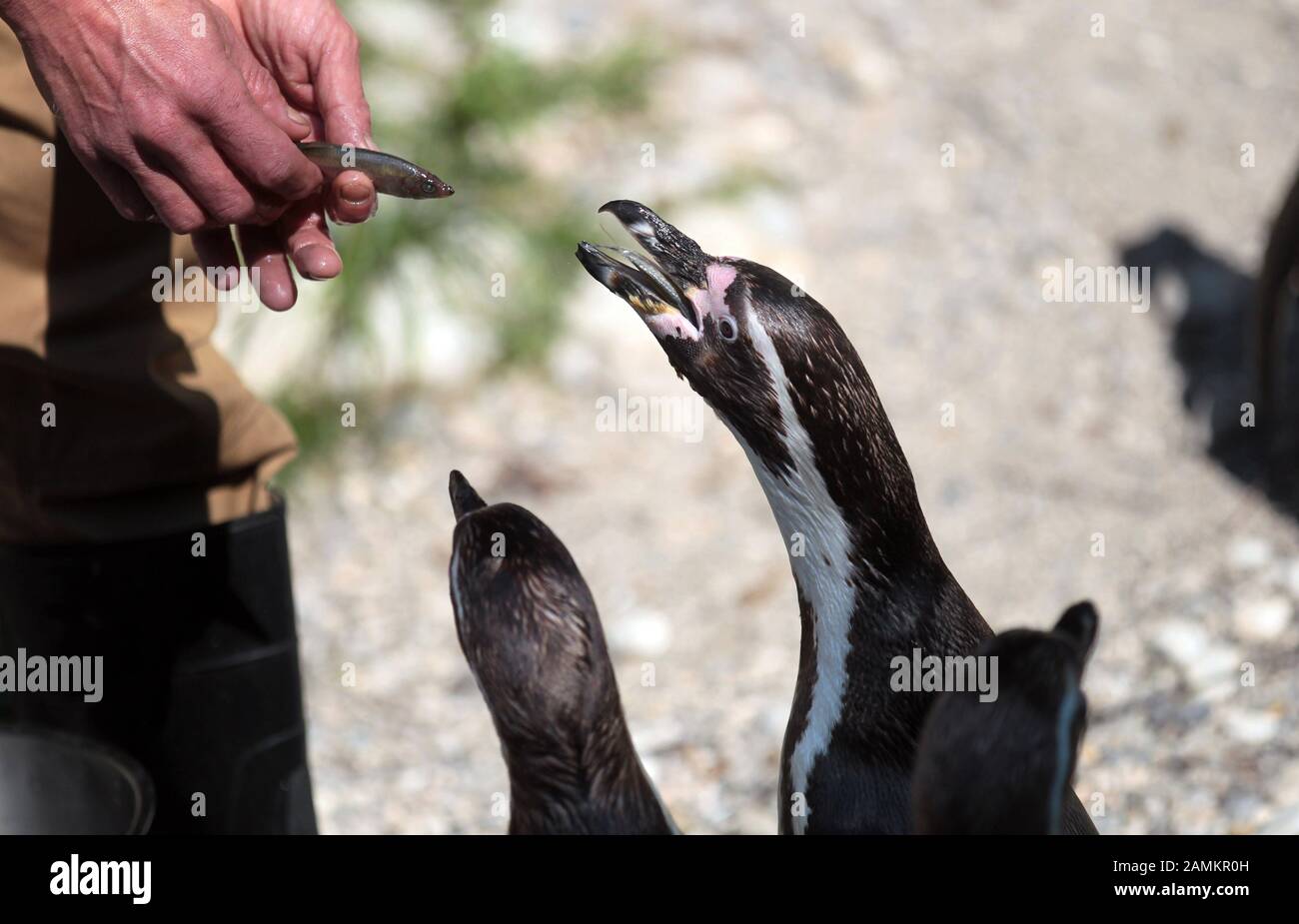 Zoo keepers feed penguins hi-res stock photography and images - Alamy