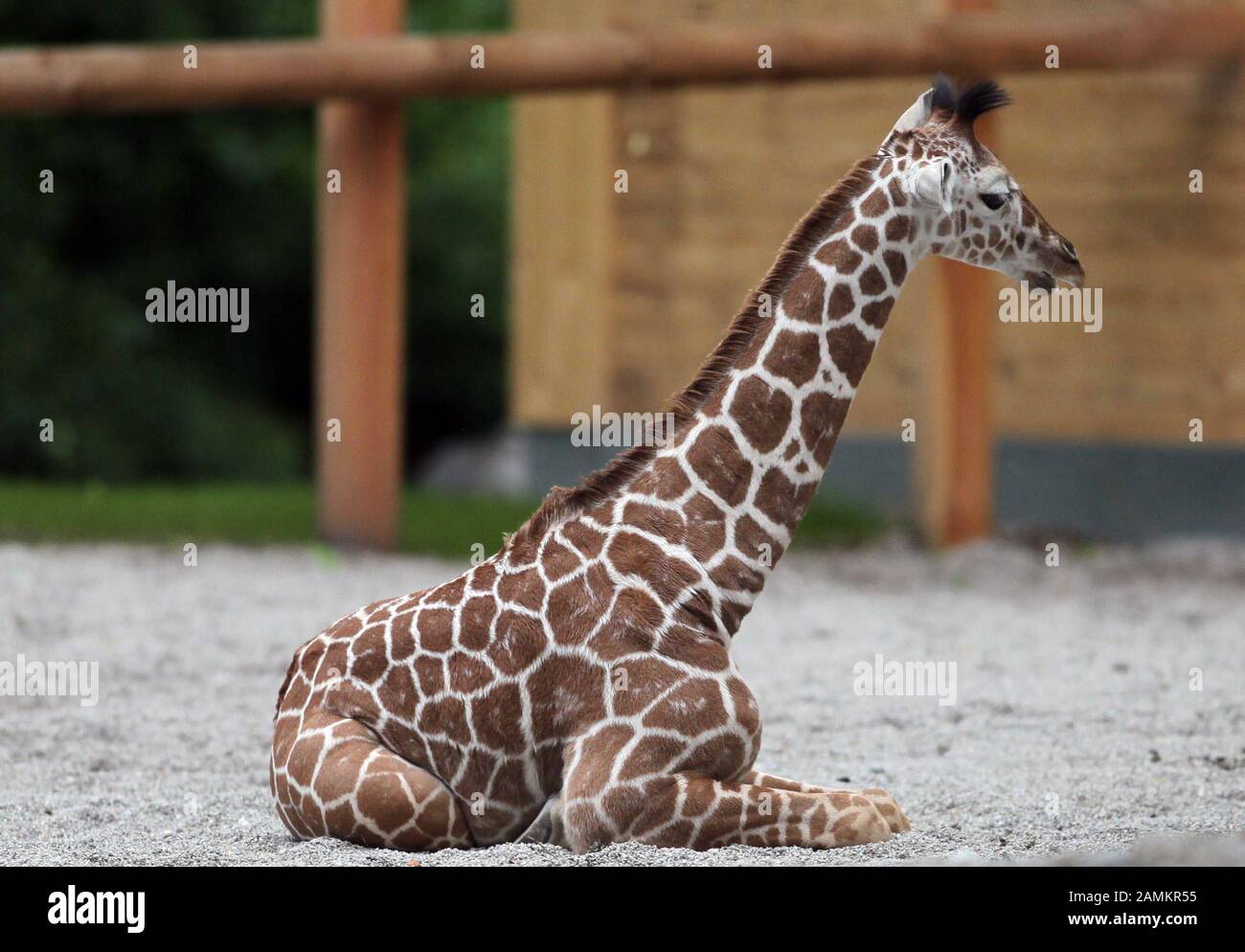 Baby giraffe at Hellabrunn Zoo. [automated translation] Stock Photo - Alamy