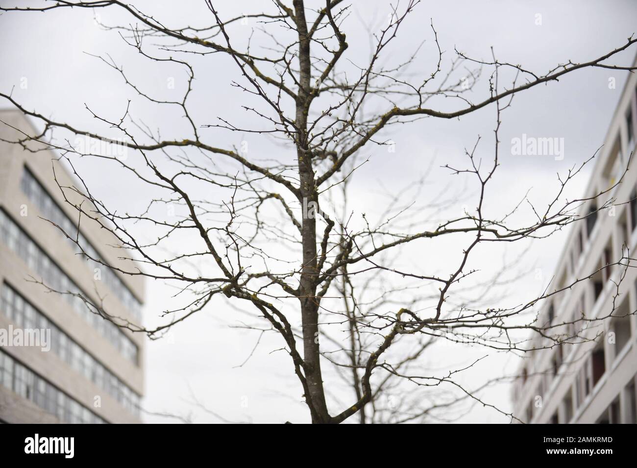 Sick tree on Klaus-Mann-Platz in Munich's Arnulfpark. [automated ...