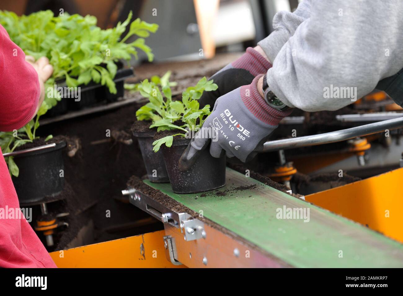 Employees of the city nursery fill flower pots with soil and plants ...