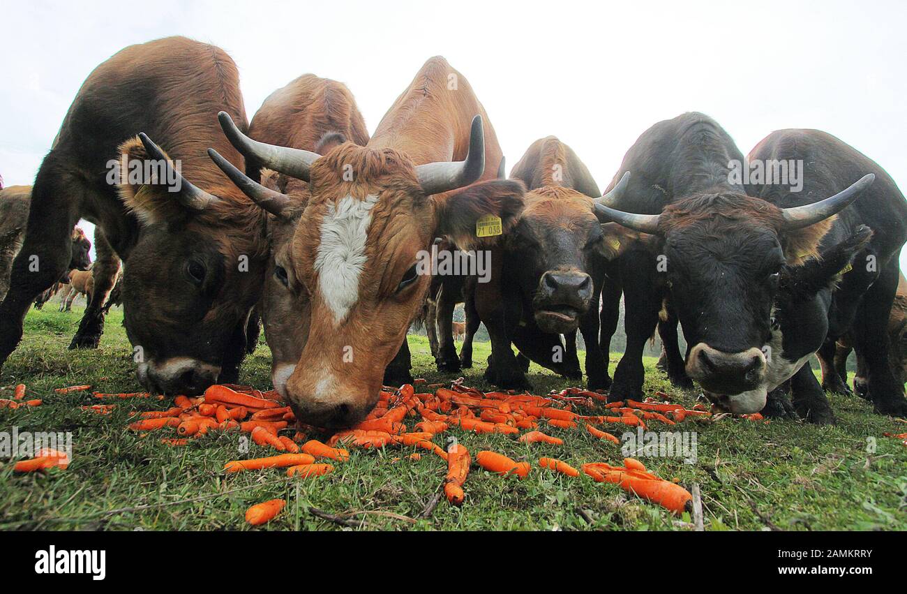 Cattle eat carrots on the pasture of the municipal estate Obergrashof ...