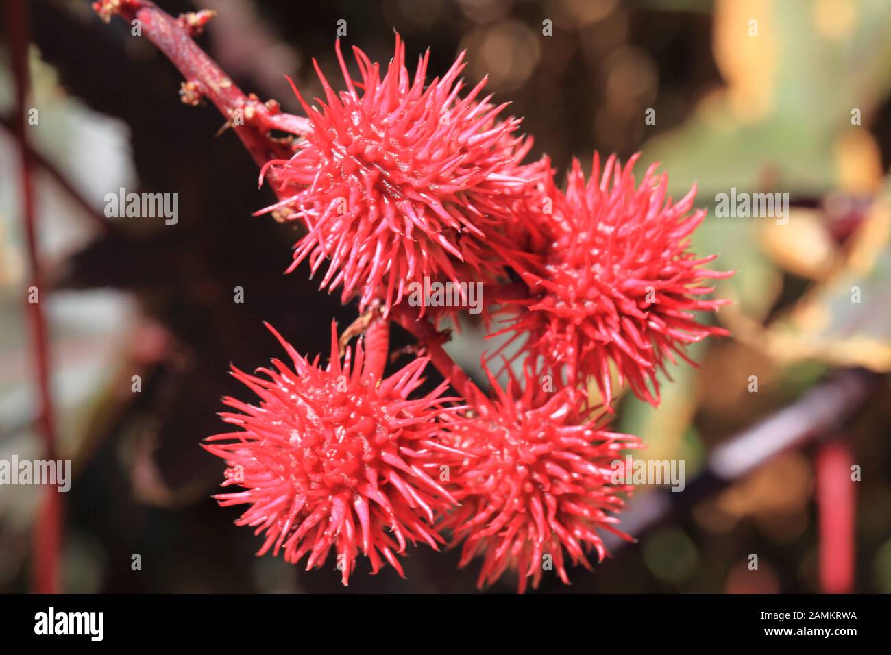 spiny red fruits on a rhizinus plant in the village of Jardim do Mar ...