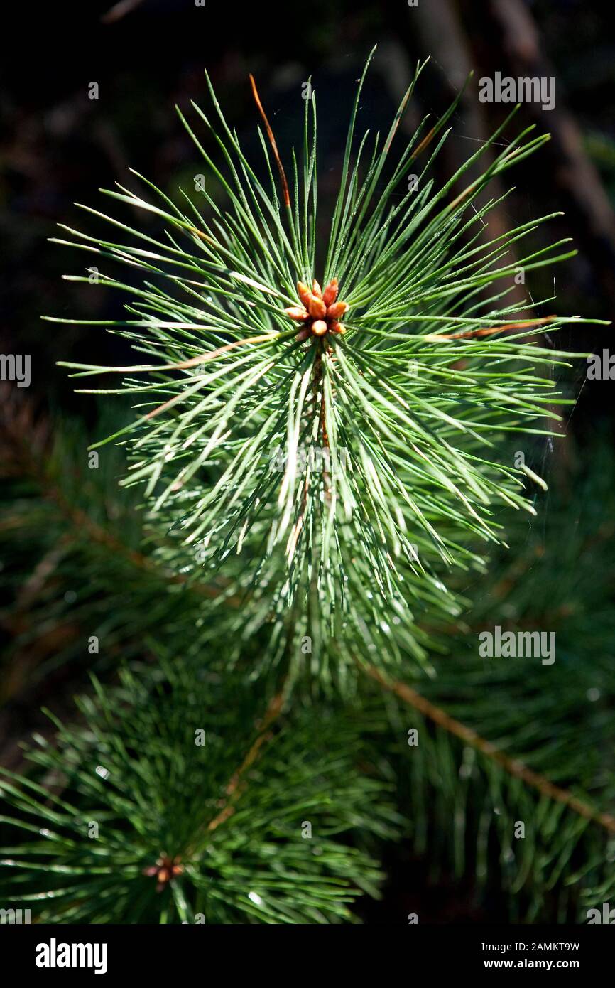 Young scots pine hi-res stock photography and images - Alamy