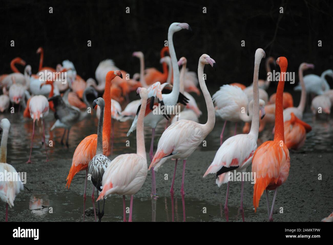 Flamingo at hellabrunn zoo hi-res stock photography and images - Alamy