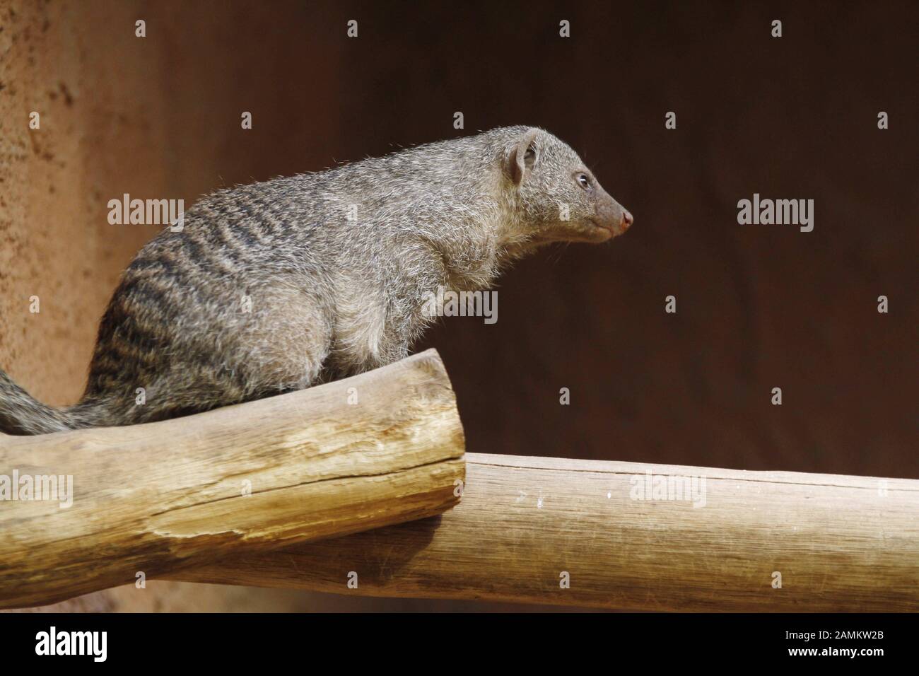 Zebra mongoose in the Munich zoo Hellabrunn. [automated translation ...