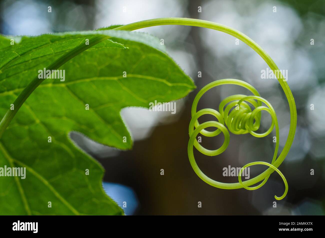 Ivy vine painting hi-res stock photography and images - Alamy