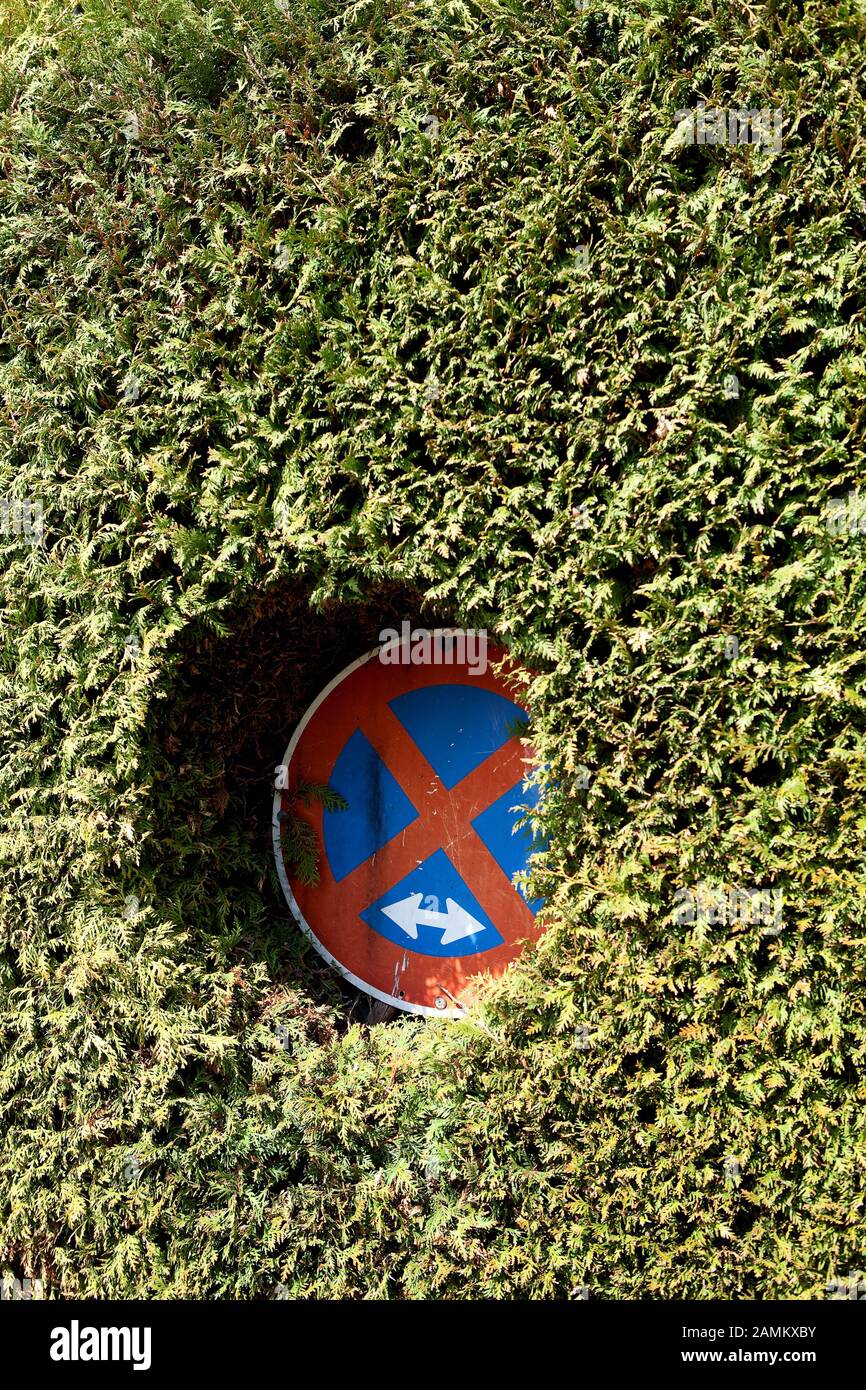 Ingrown sign 'Absolute no stopping' in a hedge of the allotment garden ...