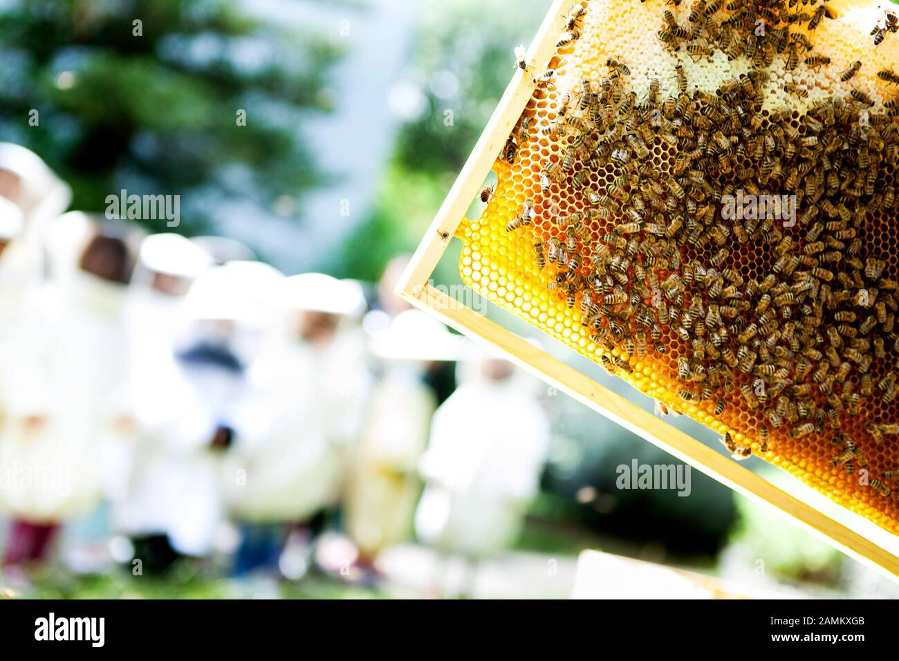 Bee educational trail of the primary and secondary school in ...