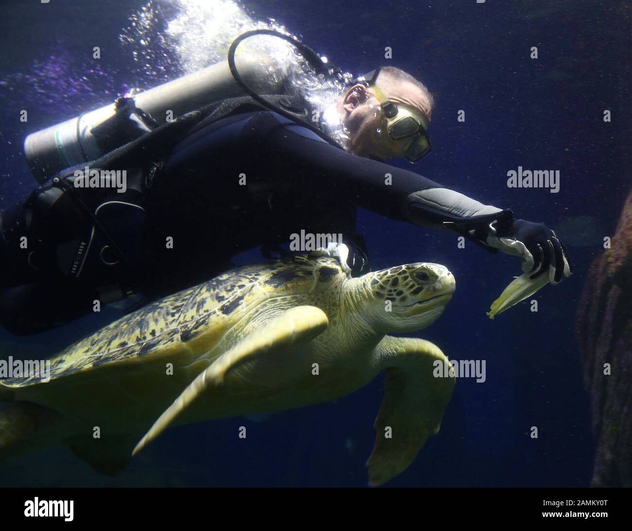 A diver measuring turtles in the Sea Life Aquarium in the Munich ...