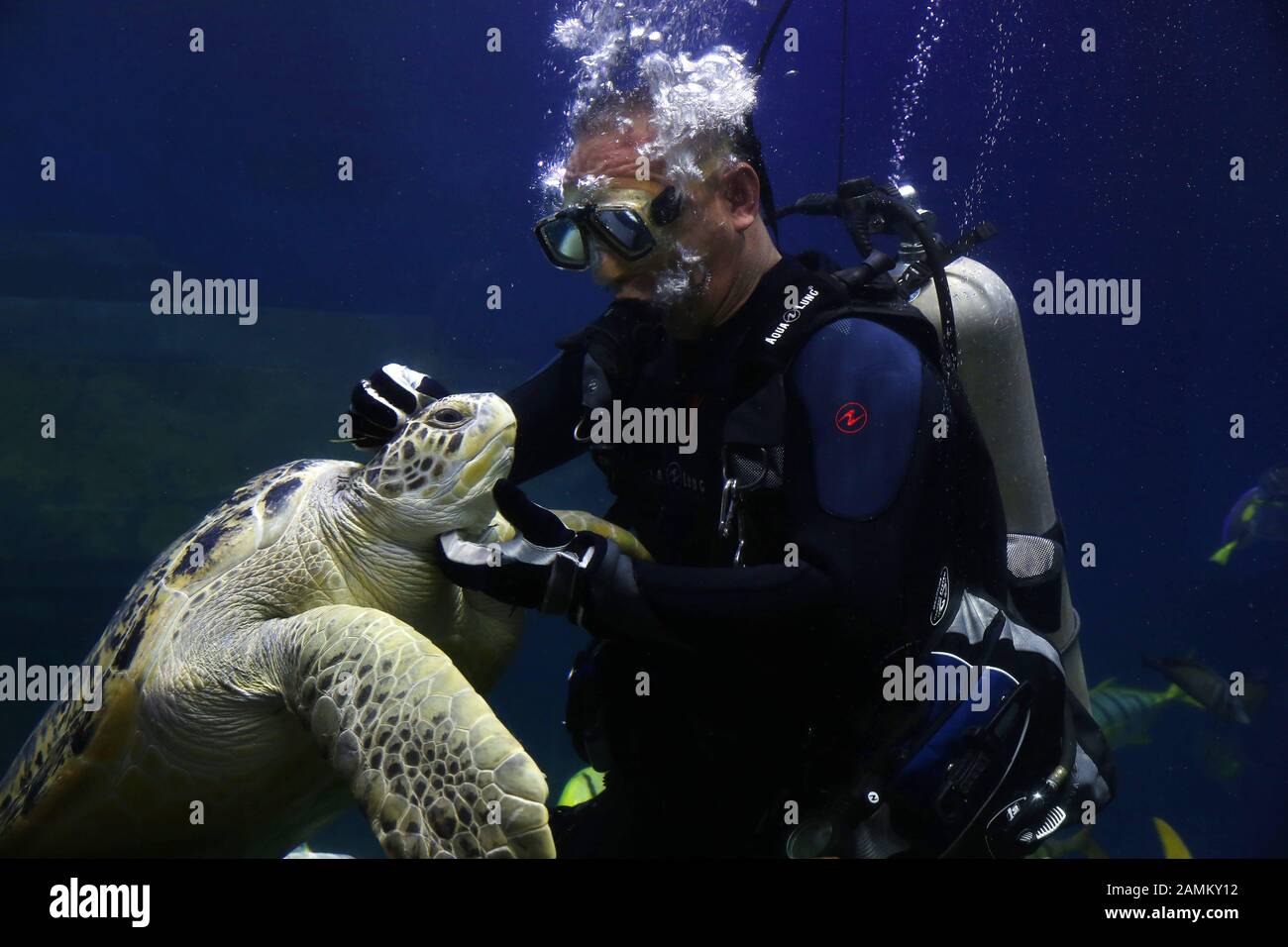 A diver measuring turtles in the Sea Life Aquarium in the Munich ...