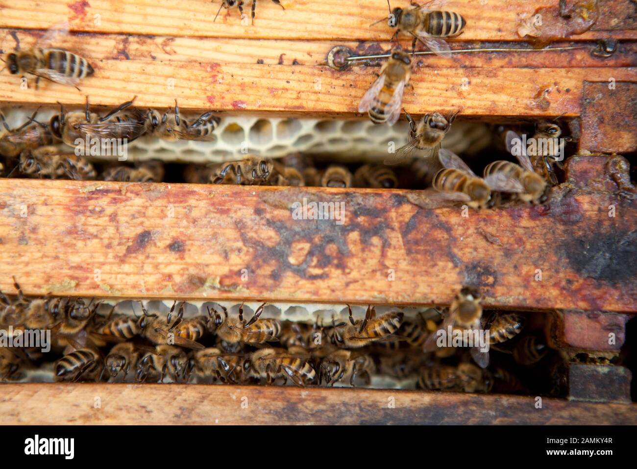Bees in an open hive of the beekeeper Aly Hassanein in Munich ...
