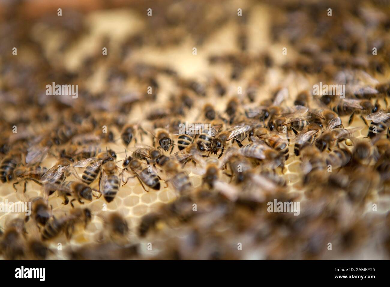 Bees in an open hive of the beekeeper Aly Hassanein in Munich ...