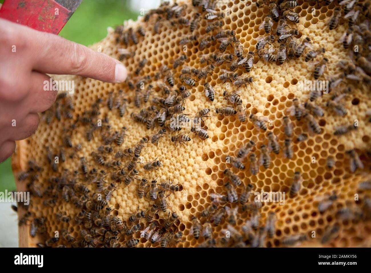 Bees in an open hive of the beekeeper Aly Hassanein in Munich. The ...
