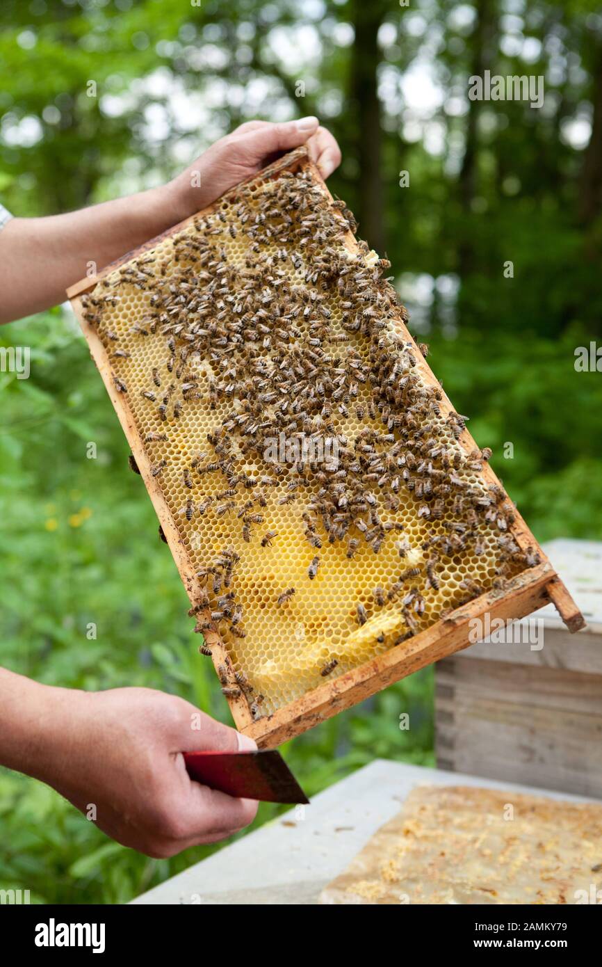 Bees in an open hive of the beekeeper Aly Hassanein in Munich ...