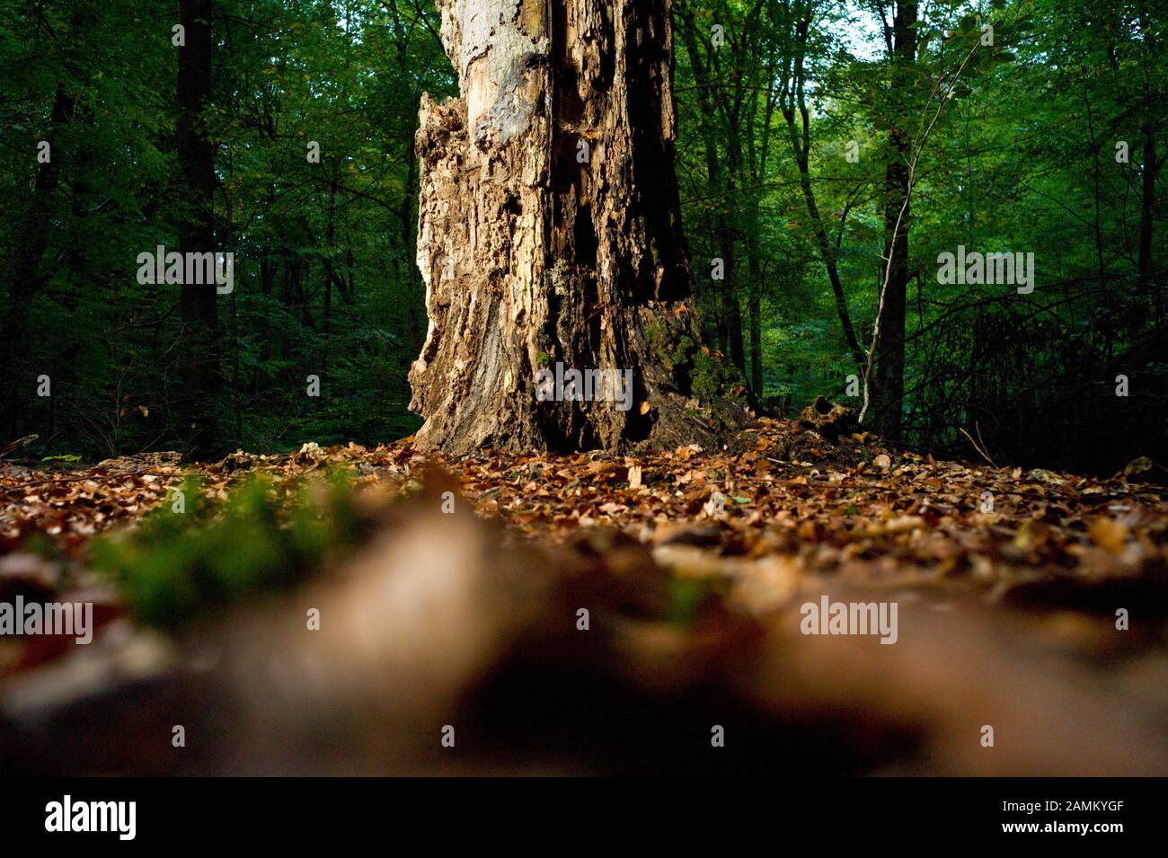 Old giant beech in a beech forest near Handthal in the Steigerwald ...