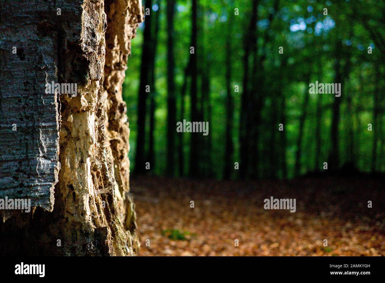 Old giant beech in a beech forest near Handthal in the Steigerwald ...