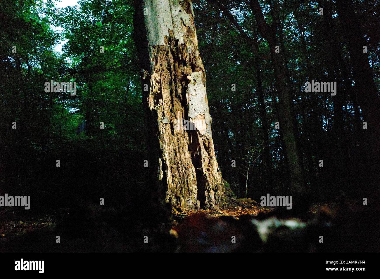 Old giant beech in a beech forest near Handthal in the Steigerwald ...