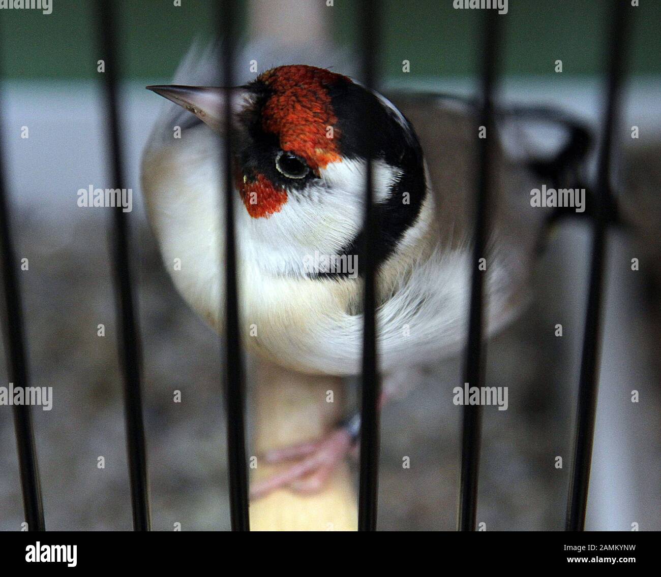 Stieglitz at the bird show in the gym on Brunngartenstraße in Dachau ...