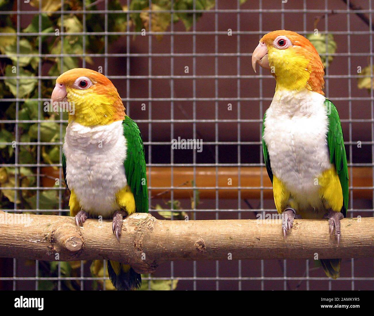 Show rust hi-res stock photography and images - Alamy