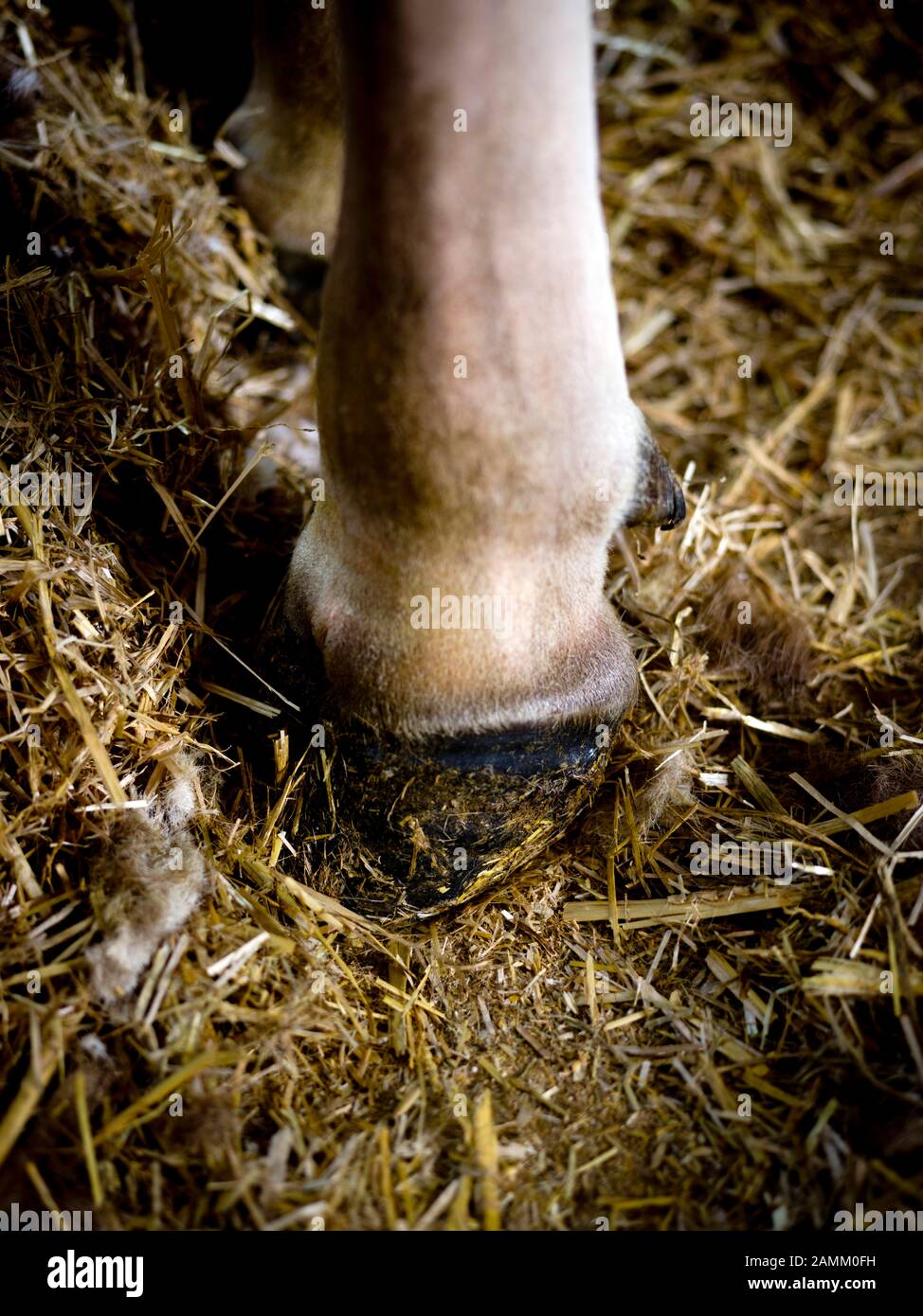 Cow-fitter and young farmer Nicole Nägele styles a cow from her home ...