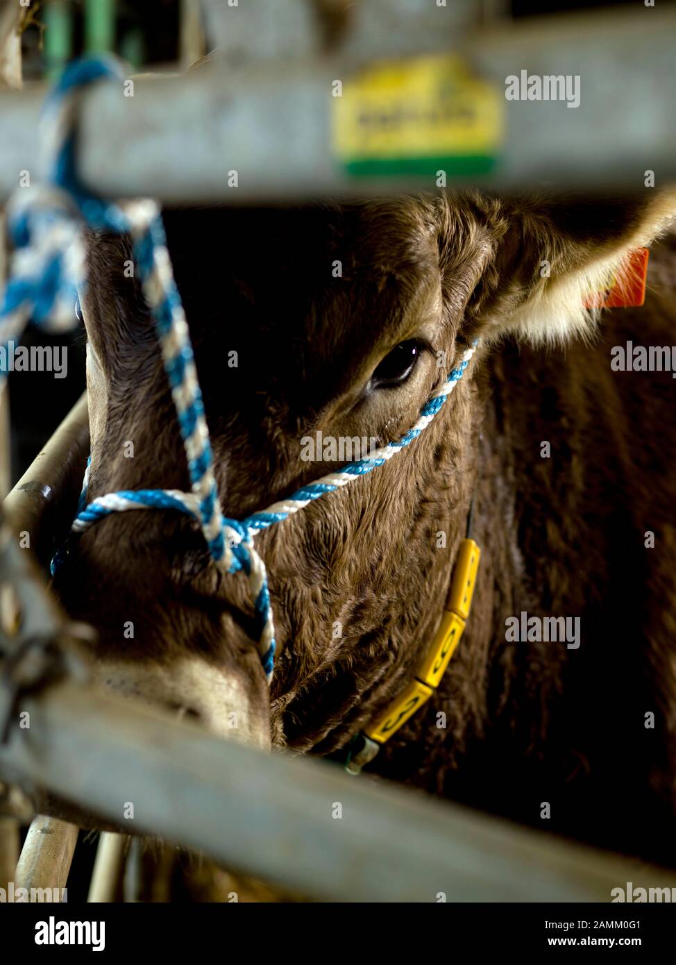 Cow fitting hi-res stock photography and images - Alamy