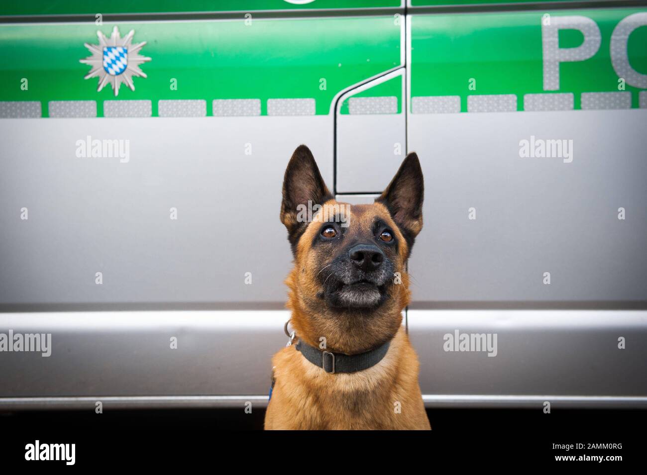 How Do Police Dogs Track Criminals
