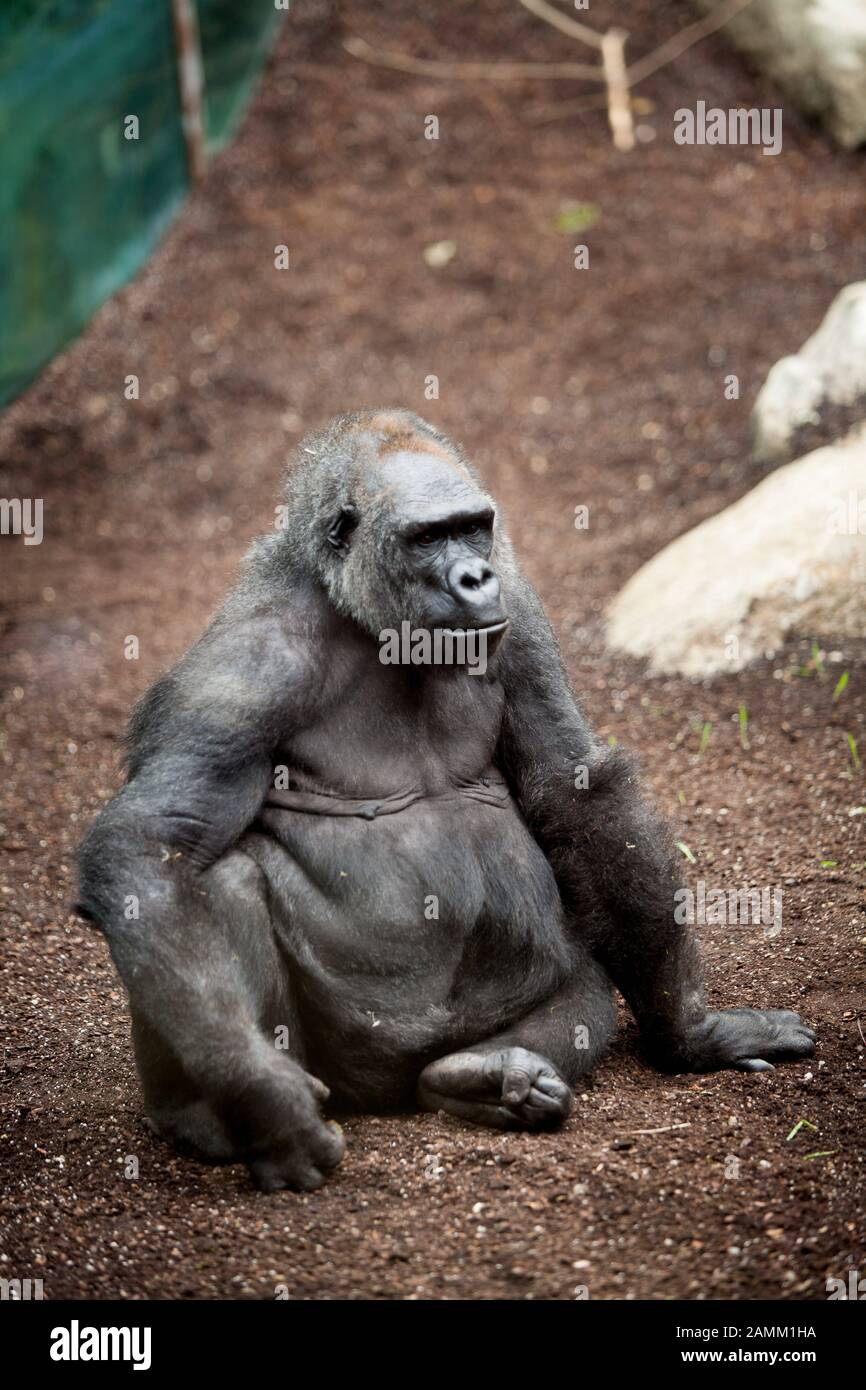 A gorilla in the ape enclosure at Hellabrunn Zoo. [automated ...