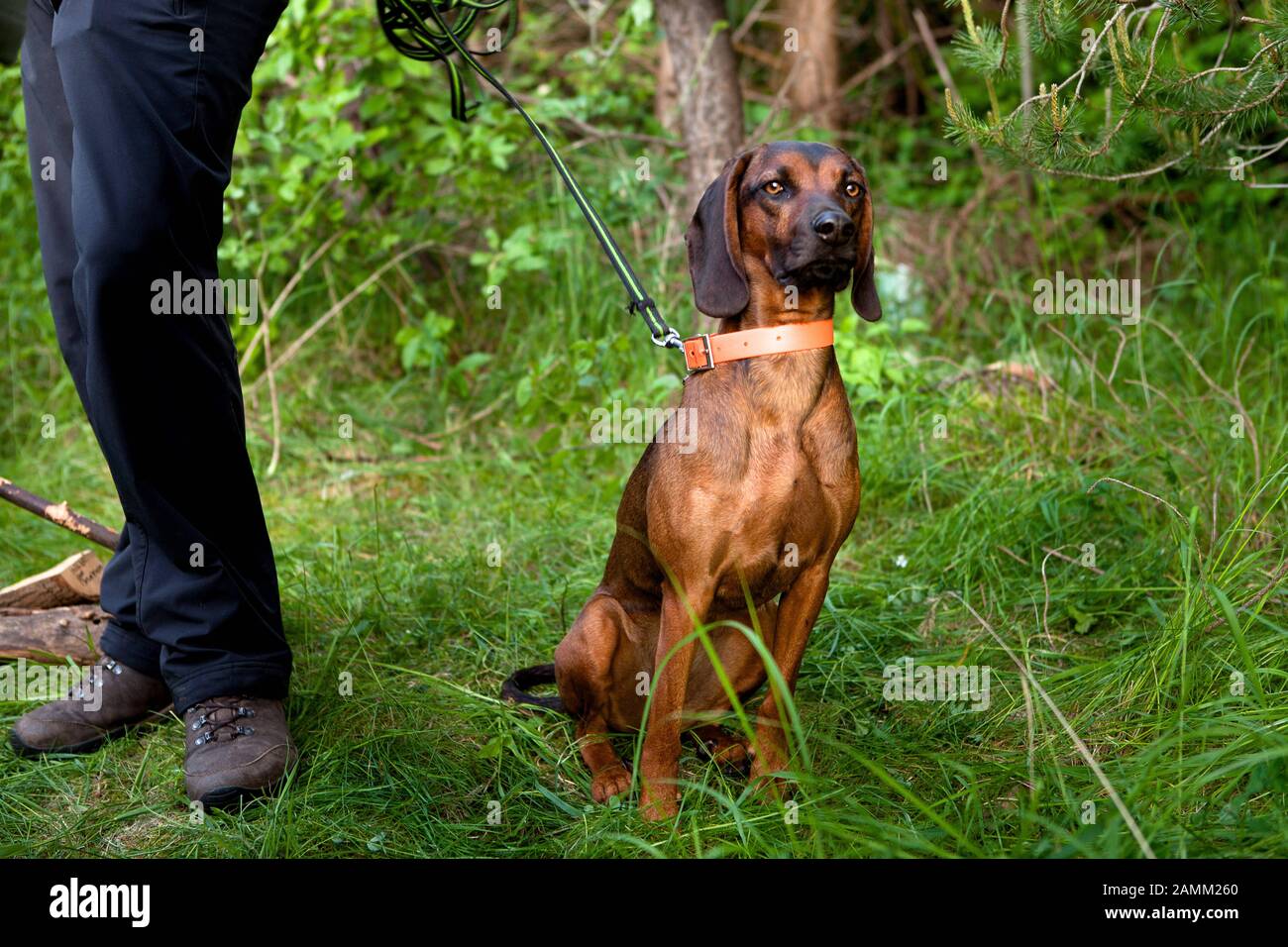 Asian long horned beetle hi-res stock photography and images - Alamy