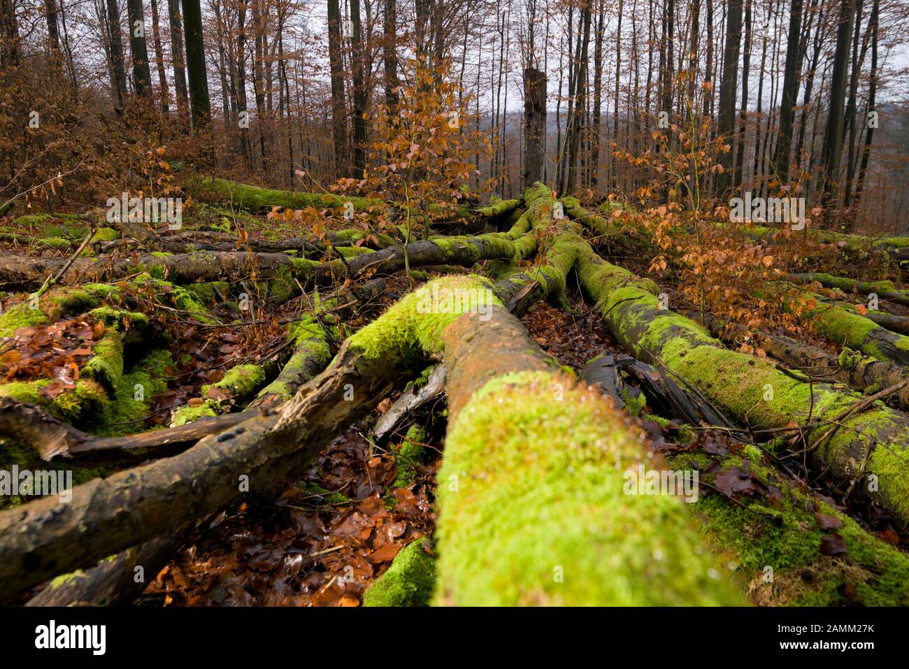 Dead tree trunks overgrown with moss in the nature reserve ...