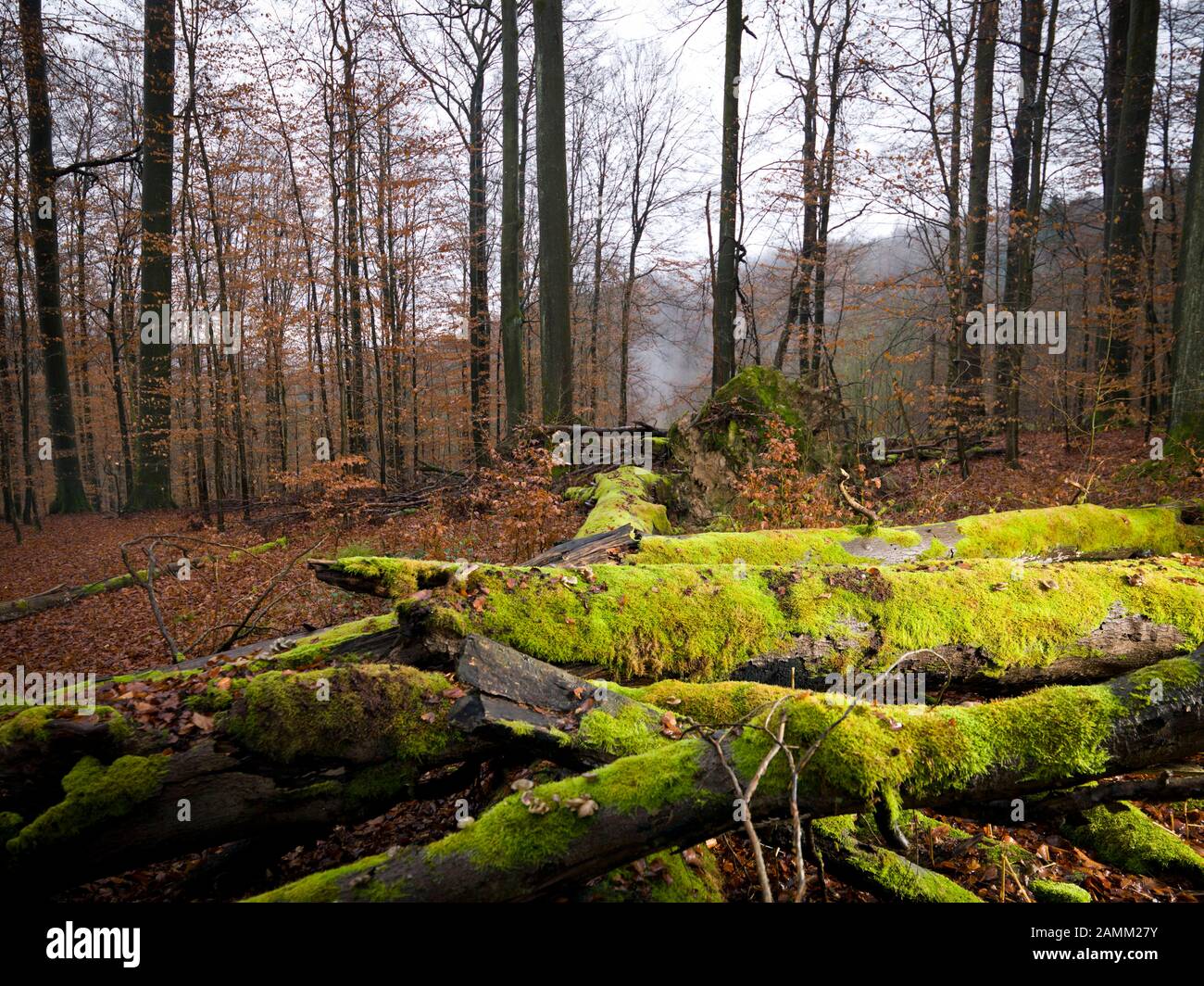 Dead tree trunks overgrown with moss in the nature reserve ...
