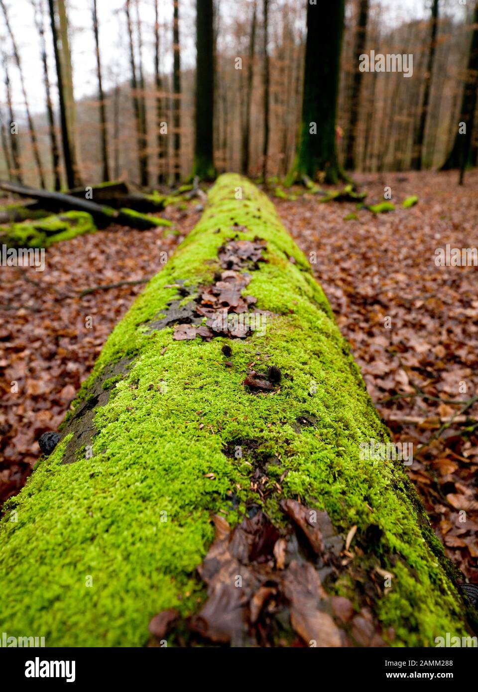 Dead tree trunks overgrown with moss in the nature reserve ...
