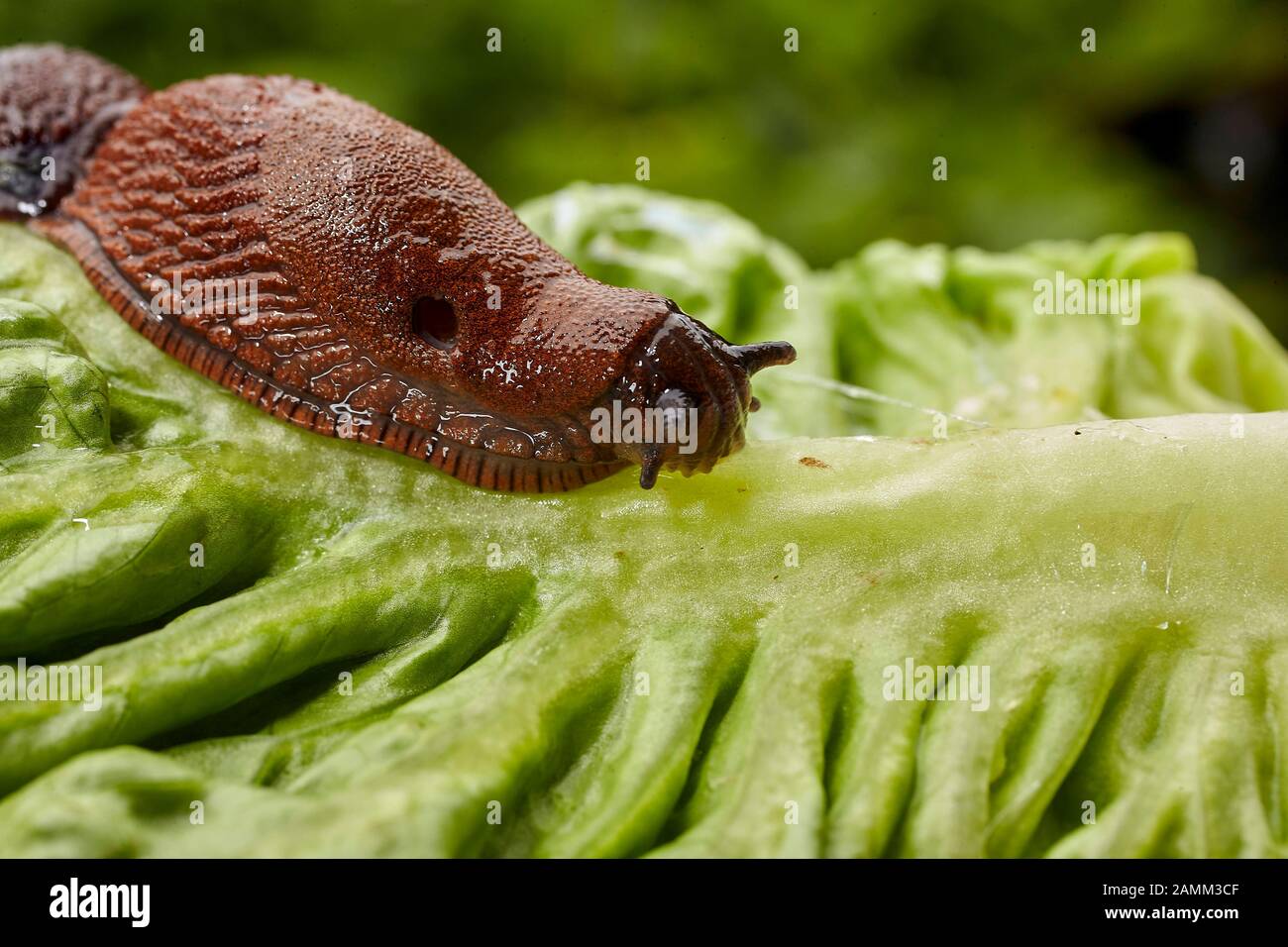 Non pulmonary hi-res stock photography and images - Alamy