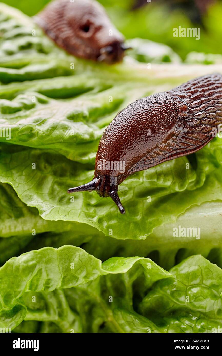 The Spanish slug (Arion vulgaris, syn. Arion lusitanicus auctt. non ...