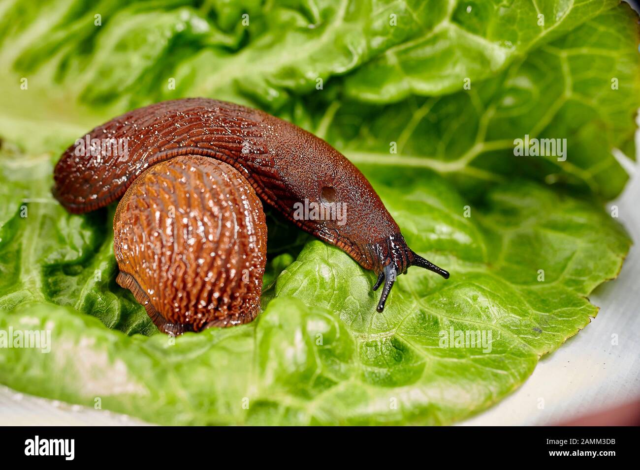 Pulmonata hi-res stock photography and images - Alamy
