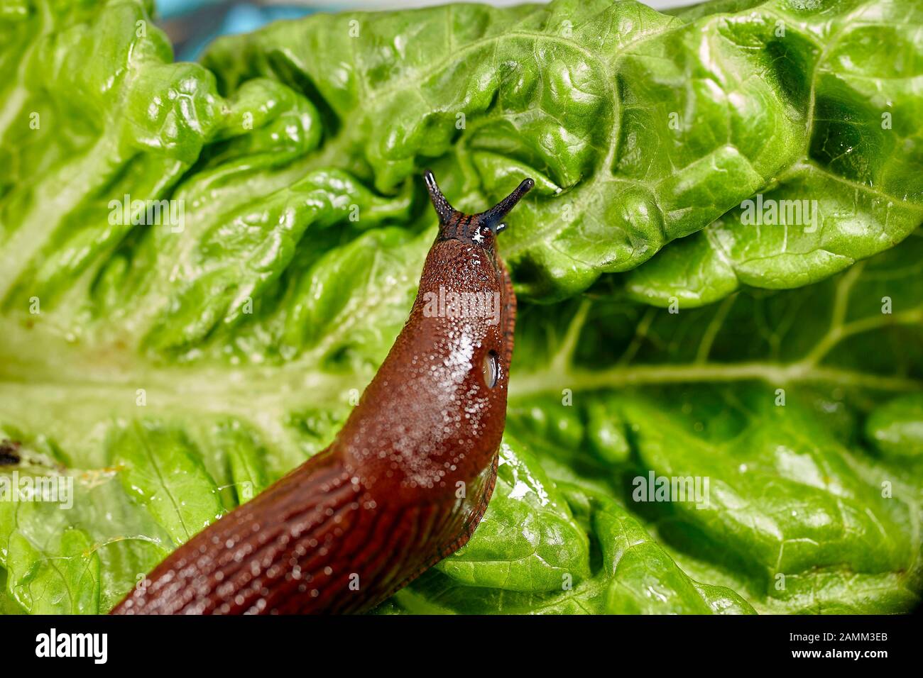 Non pulmonary hi-res stock photography and images - Alamy