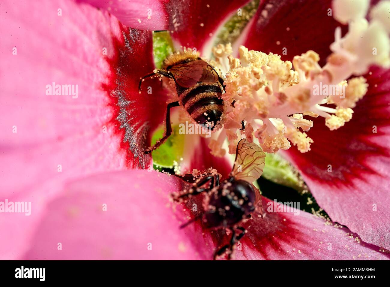 Bees in mallow flowers, the mallow (Malva) is a plant genus in the ...