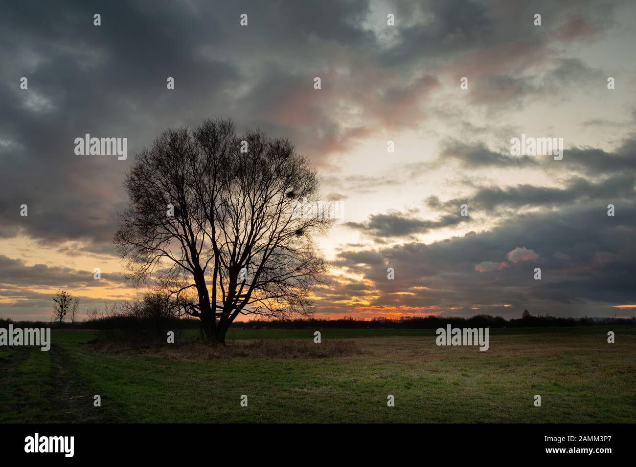 Big dark tree hi-res stock photography and images - Alamy