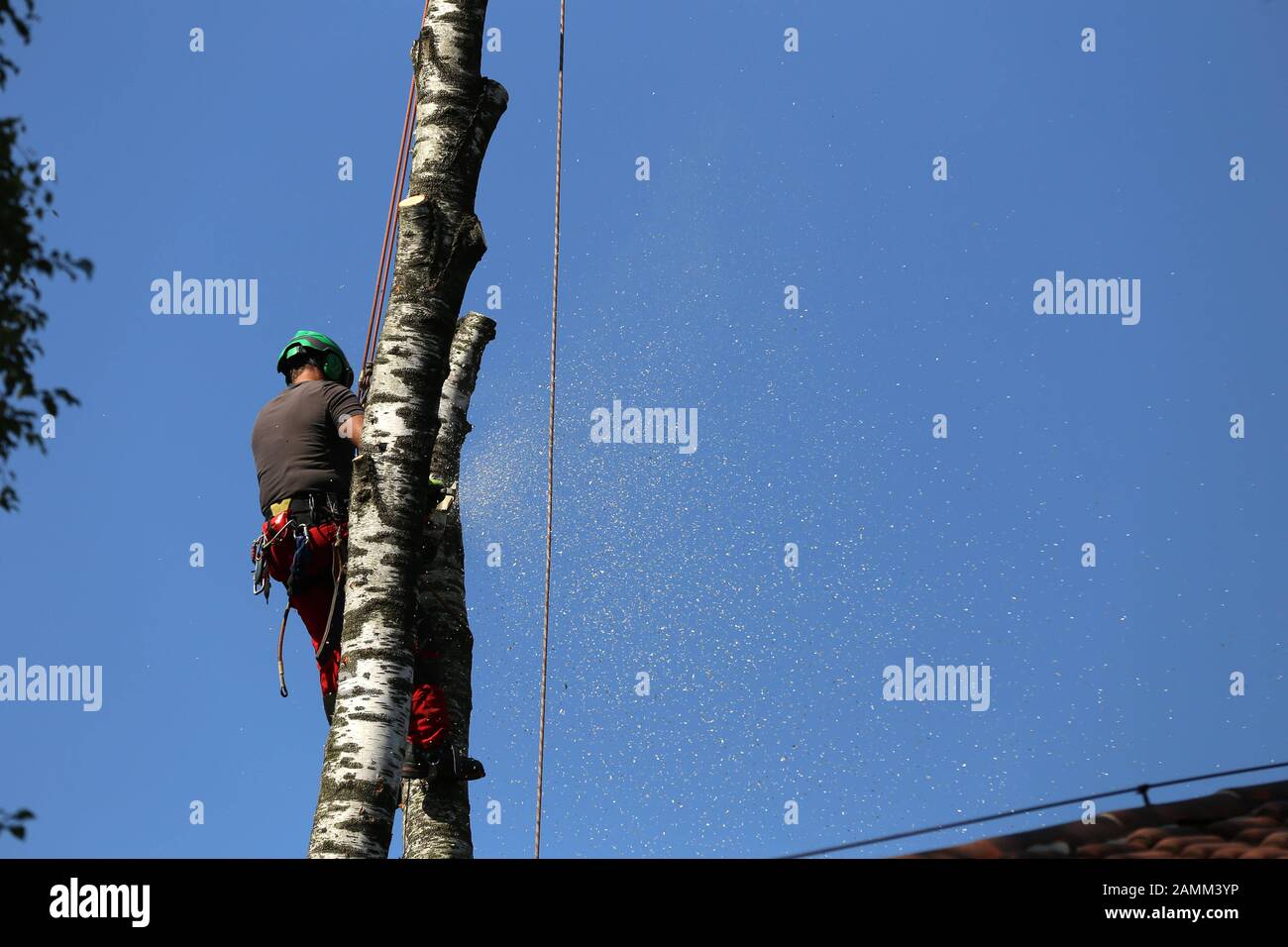 Logging campaign against the Asian Longhorn Beetle (ALB) in Waldperlach ...