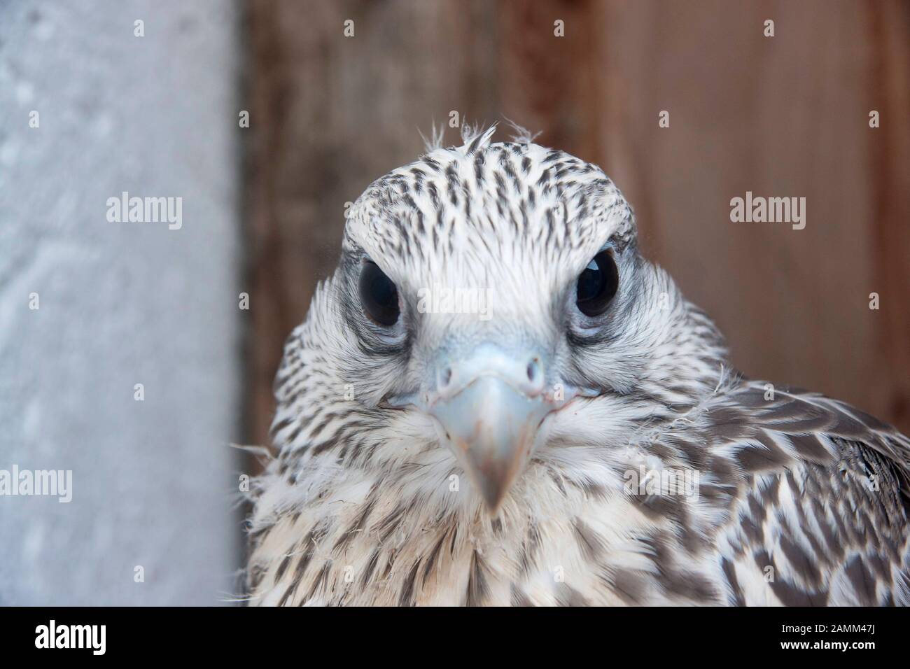 the gerfalcon, gerfalcons originate from Greenland and are very popular ...