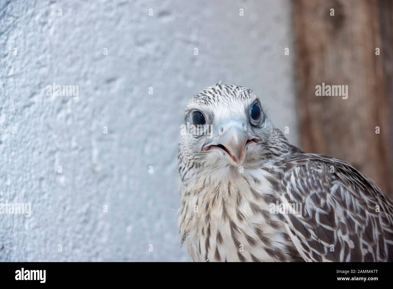 the gerfalcon, gerfalcons originate from Greenland and are very popular ...