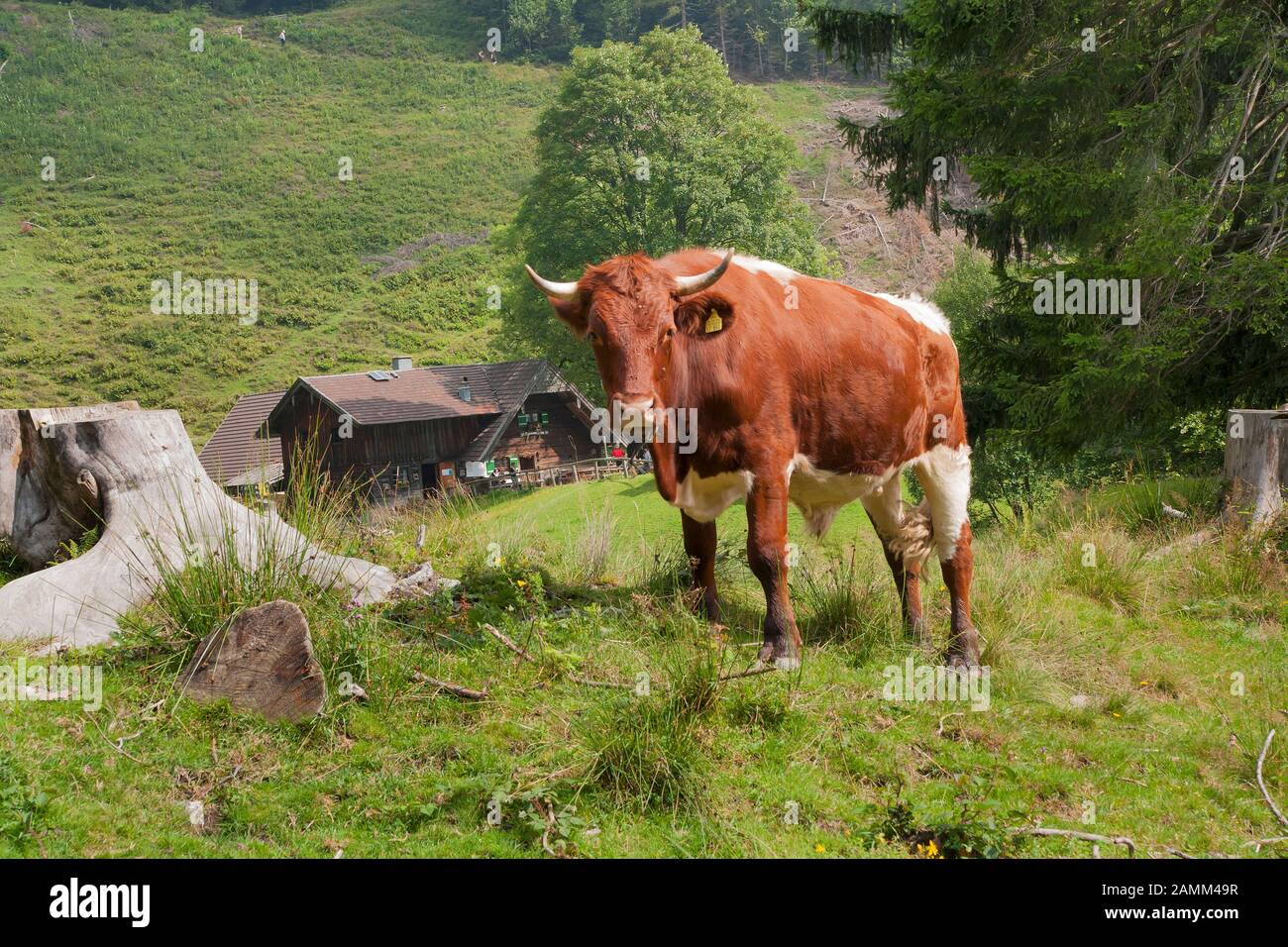 Bull (cattle) on the Steiner Alm - Community of Piding, Berchtesgadener ...