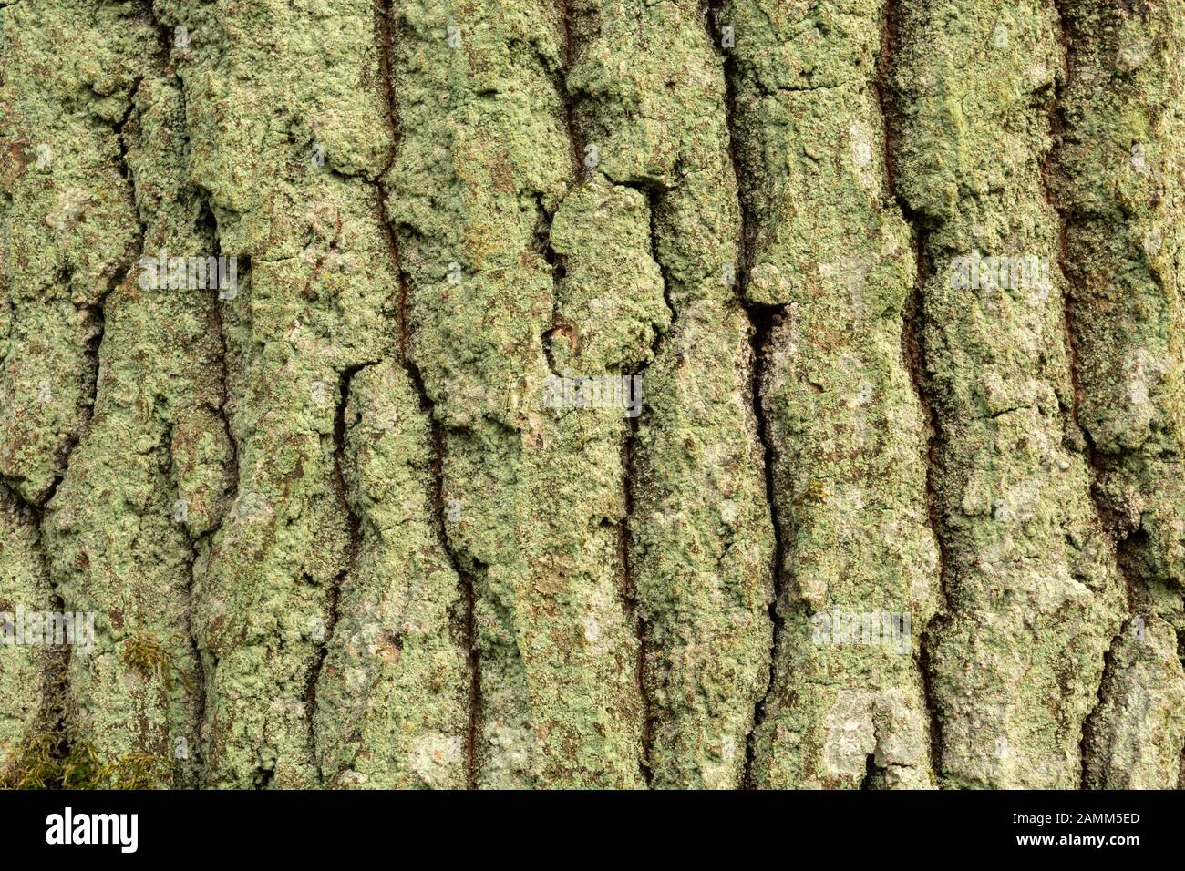 Skin of tree hi-res stock photography and images - Alamy