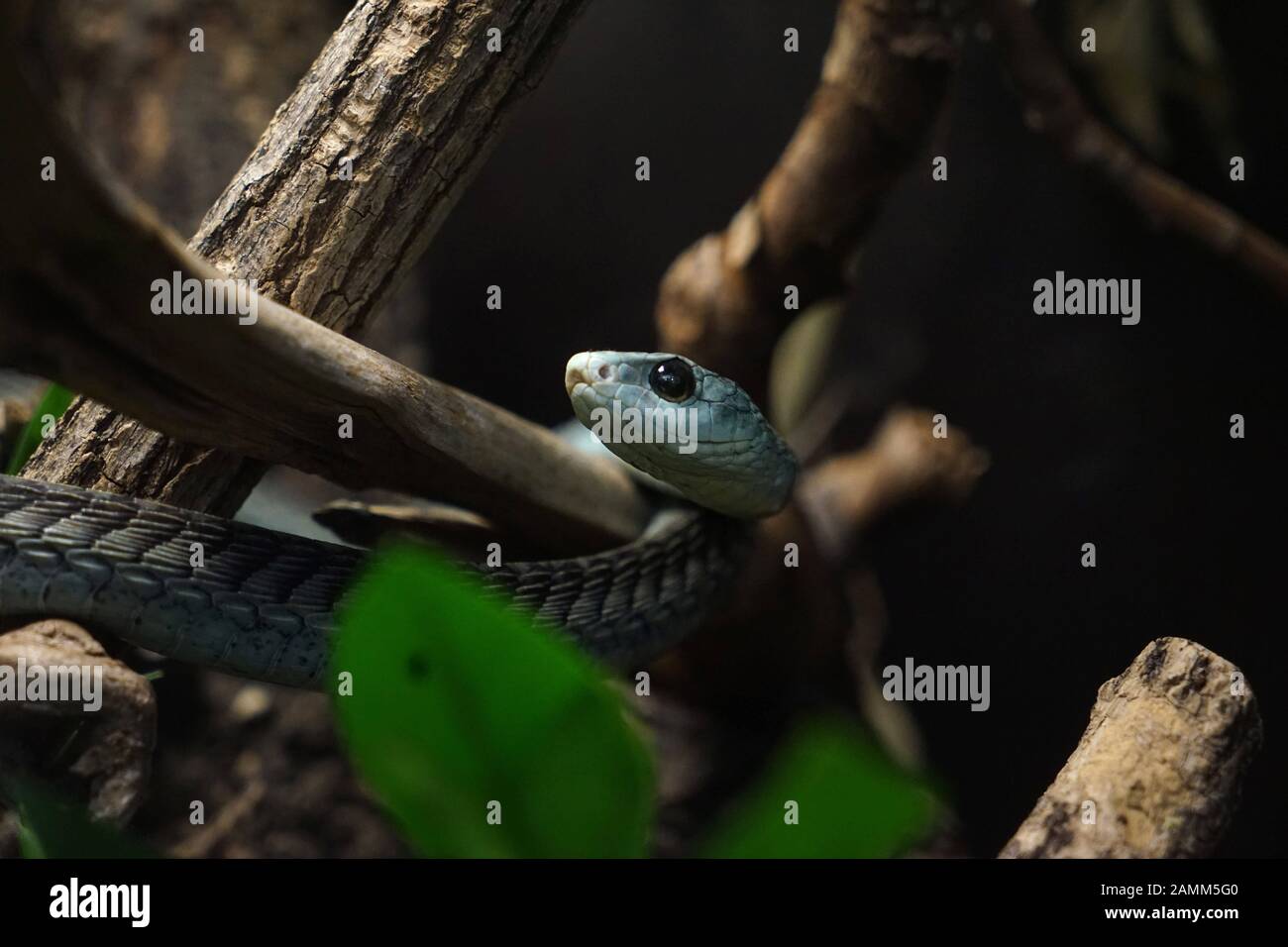 Poisonous snake in the reptile sanctuary in the Kaulbachstraße in ...