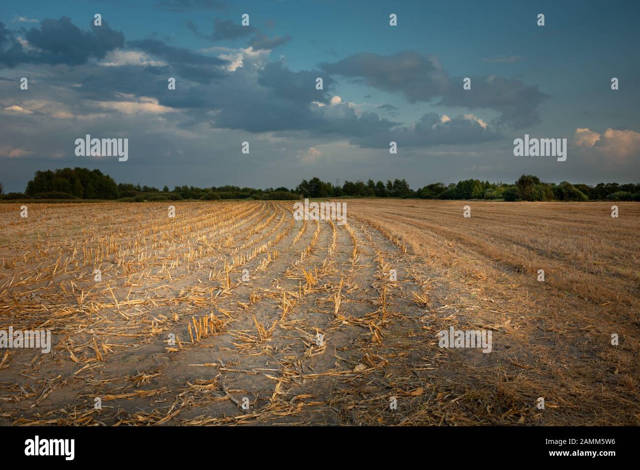 Cutting corn field hi-res stock photography and images - Alamy