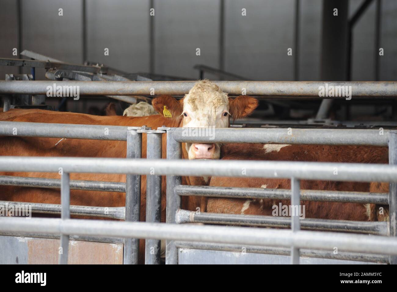 Cattle slaughterhouse hi-res stock photography and images - Alamy