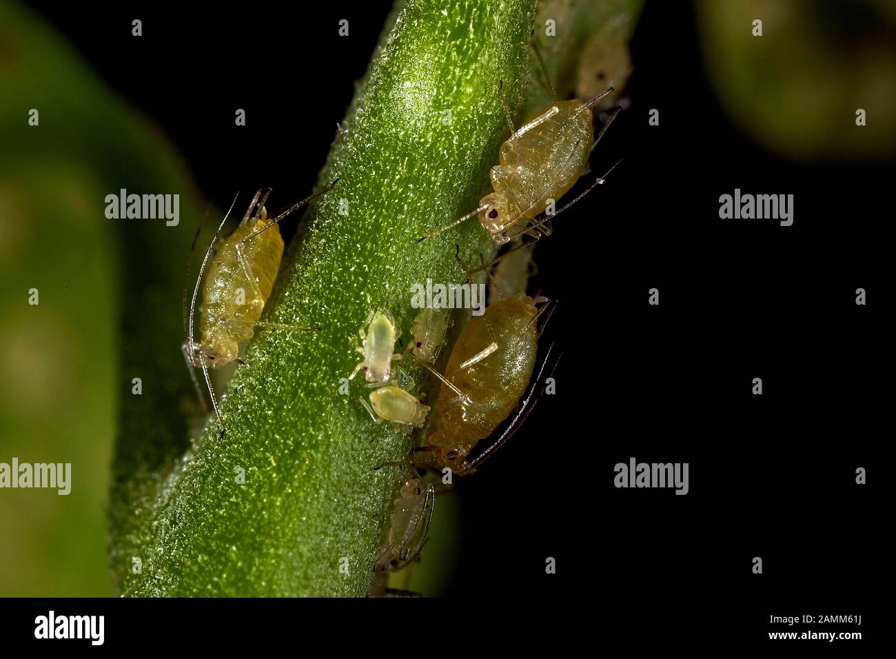 Subclass pterygota hi-res stock photography and images - Alamy