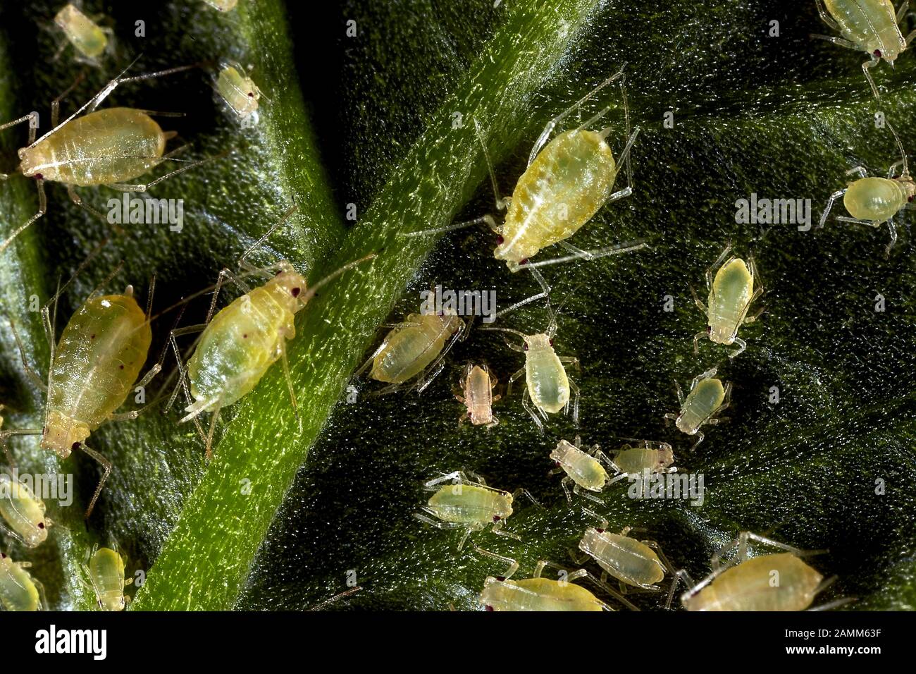 Arthropoda class hi-res stock photography and images - Alamy